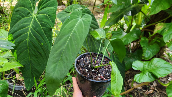 Anthurium Warocqueanum x Panamense – Philodendron Valley